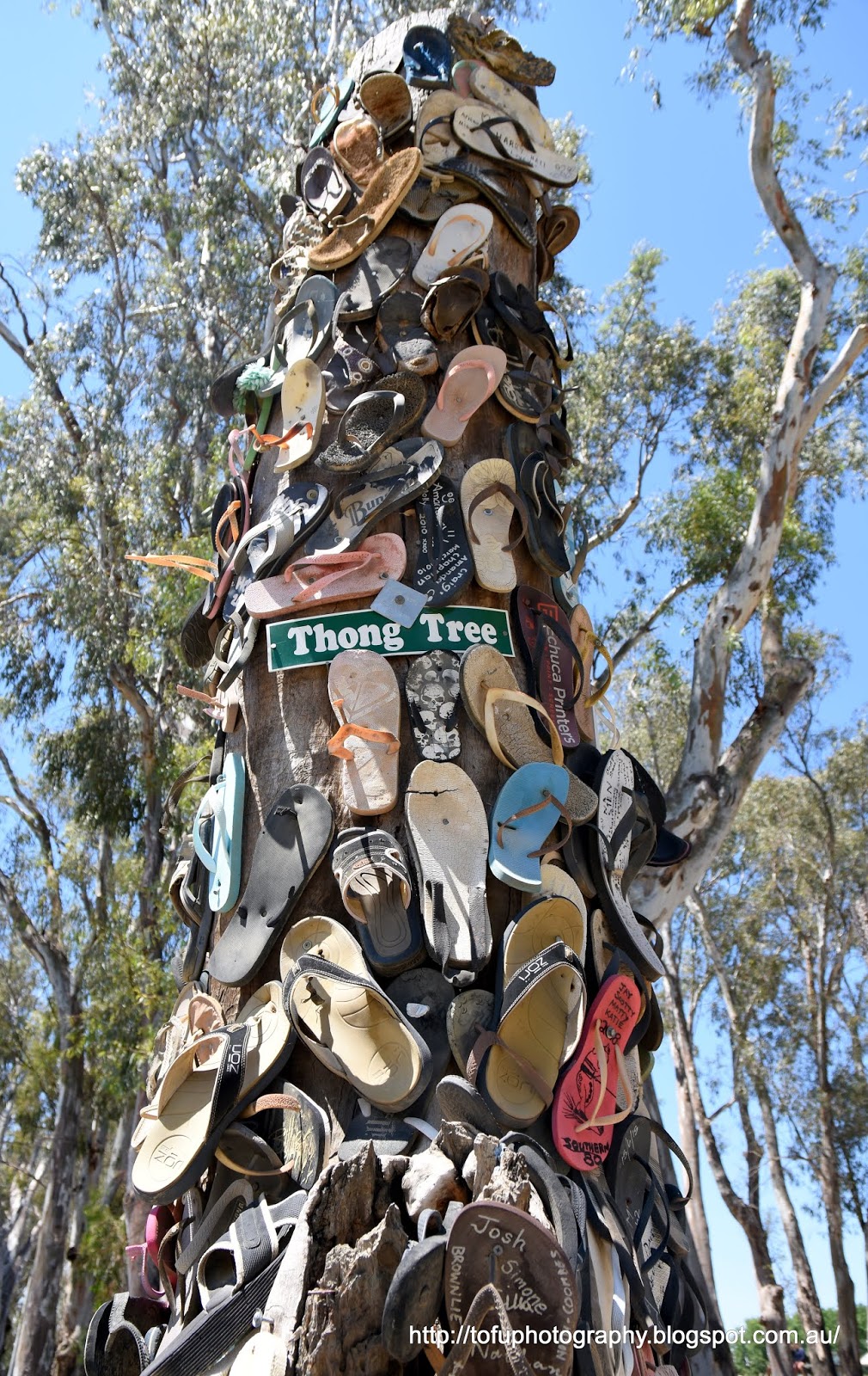 Tofu Photography: Thongs on the thong tree and a no parking at any time ...
