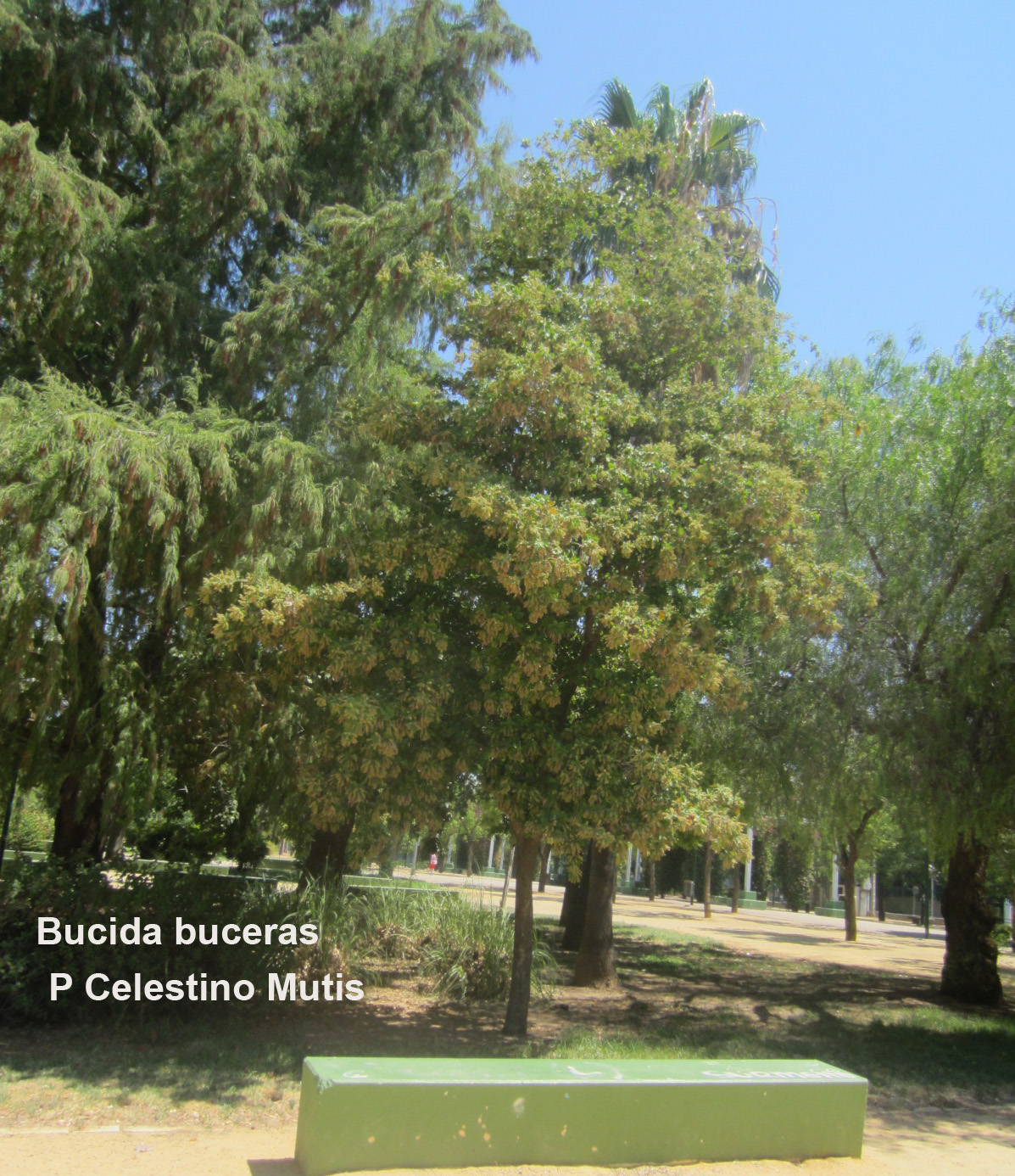 elarbolmiamigo-encinarosa: bucida Buceras / Árbol de júcar / Oxhorn ...