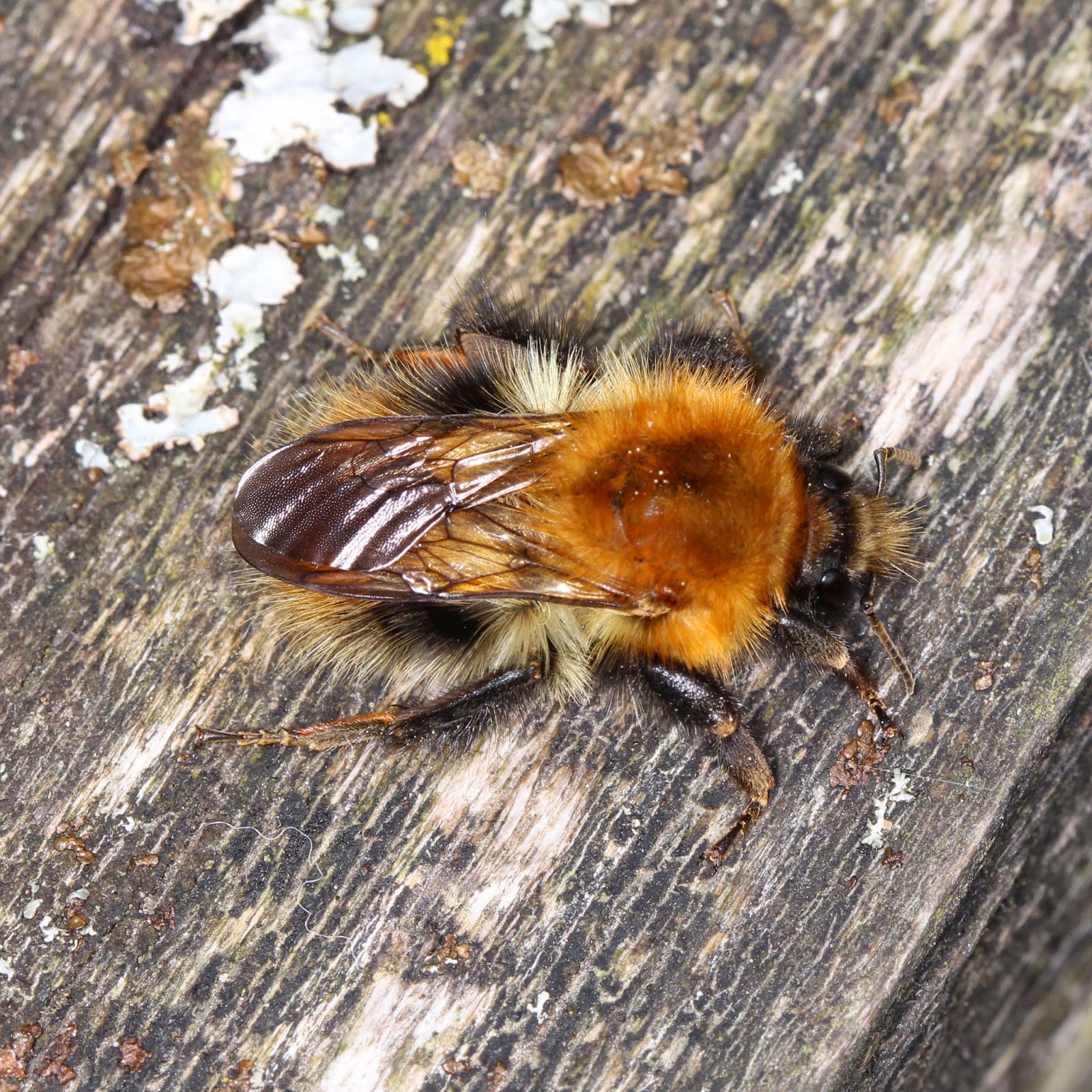 TrogTrogBlog: Common carder bee
