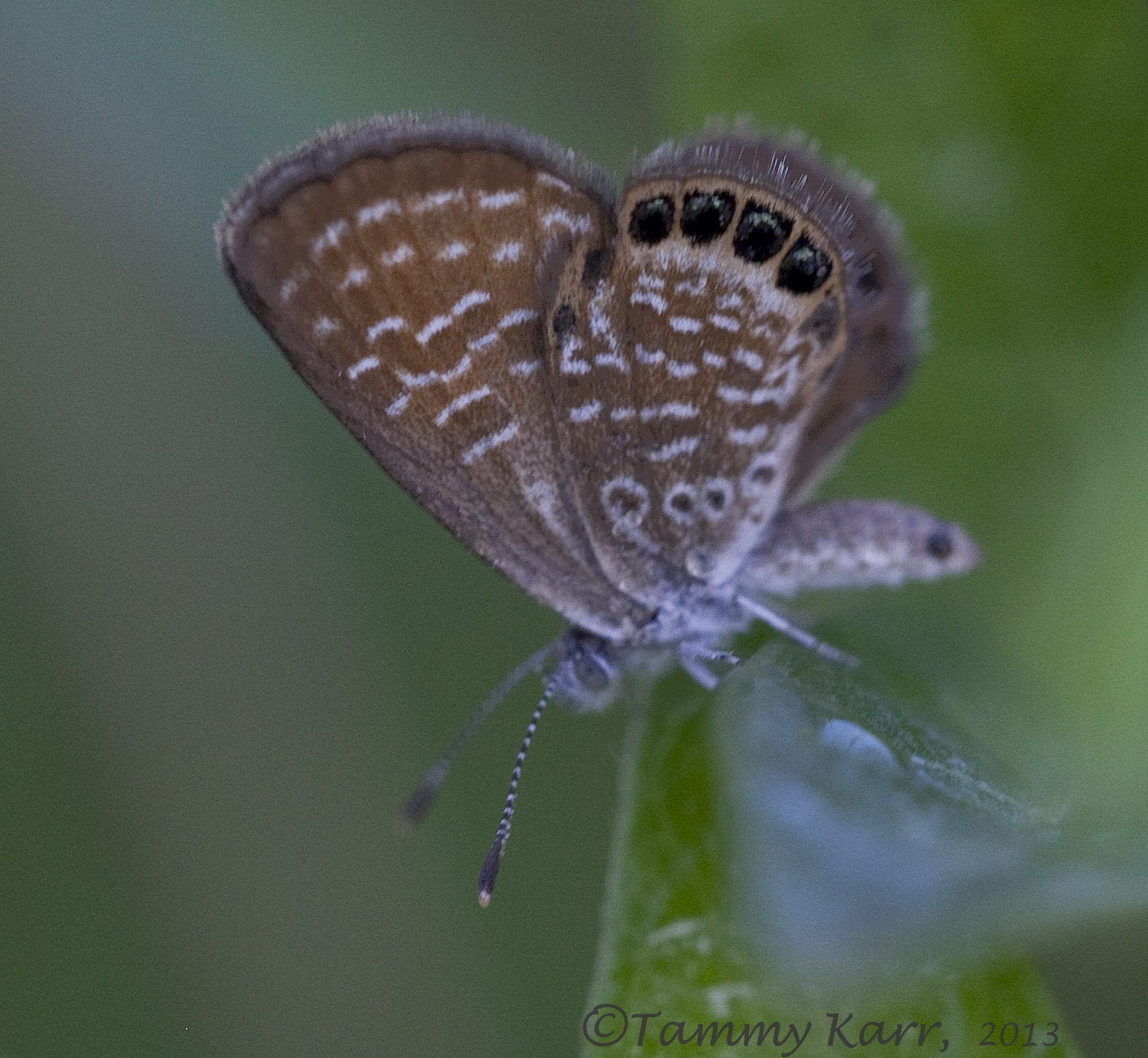 Eastern Pygmy Blue Butterfly