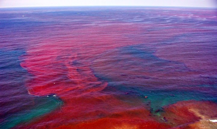 Report from the Florida Zone: September 2014