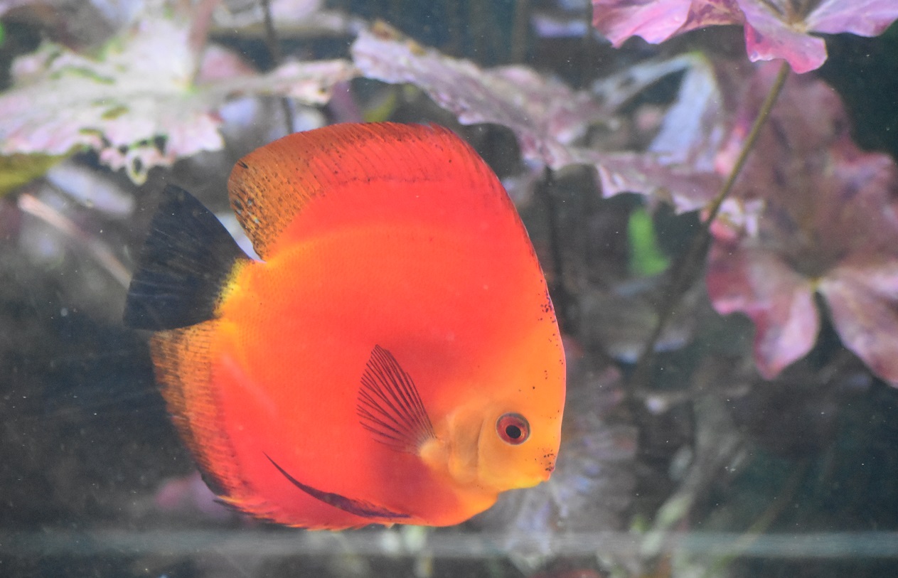 ZOOTOGRAFIANDO (6.100 ANIMALS): PEZ DISCO / DISCUS FISH (Symphysodon ...