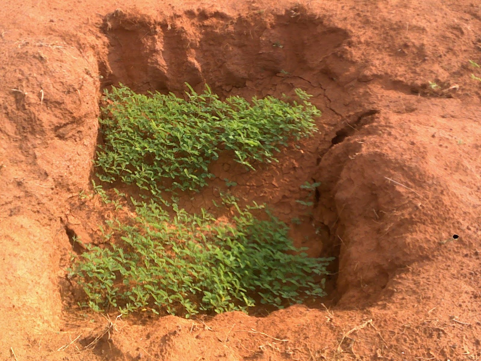 Techie2Aggie: Daincha - Green manure