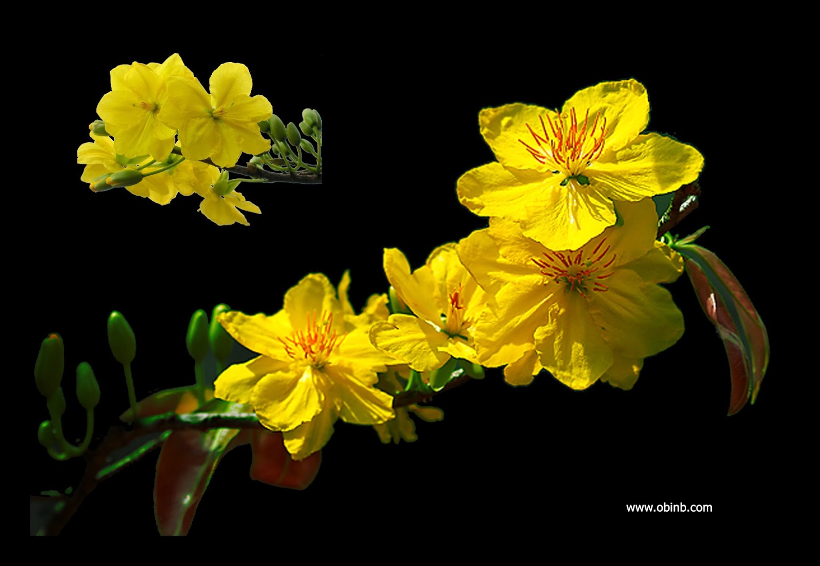 Tổng hợp Psd Hoa Đào - Hoa Mai tết miễn phí chất lượng cao cho designer ...