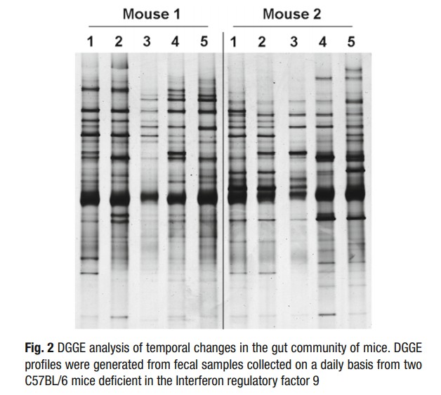 Principe de l'électrophorèse sur gel en gradient dénaturant (DGGE ...