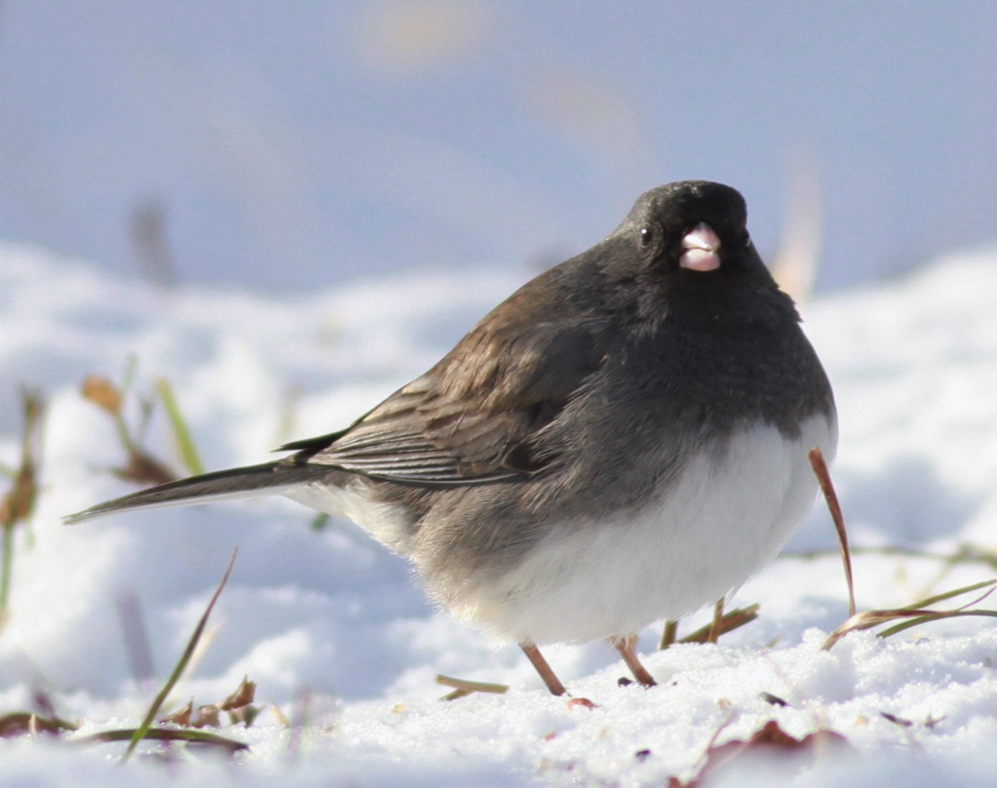 Nature Devotions : Dark-Eyed Junco