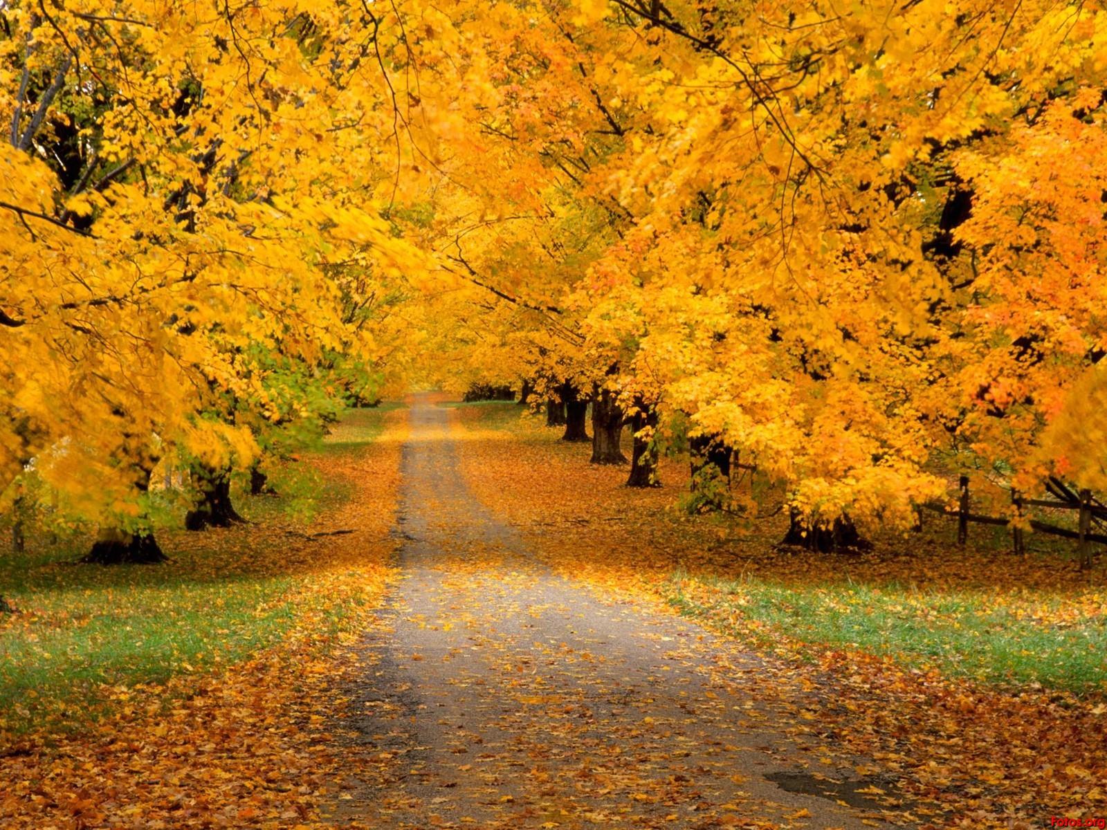 wallpapernarium: Hermoso paisaje de un sendero en otoño wallpapernarium: Hermoso paisaje de un sendero en otoño