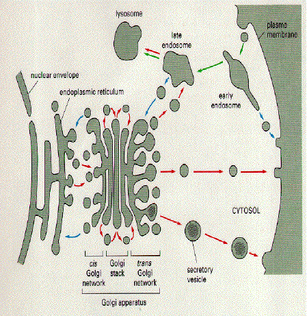 A Biologia da Célula: Complexo Golgiense
