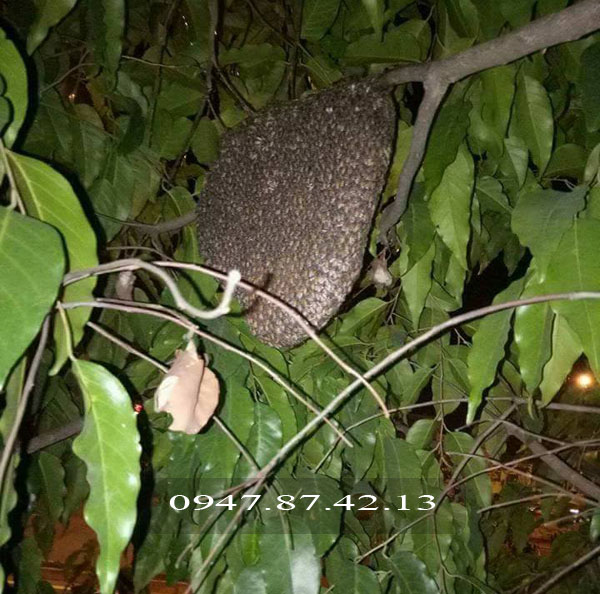 Mật ong nguyên chất lấy trên rừng về - Mật Ong Rừng DakLak