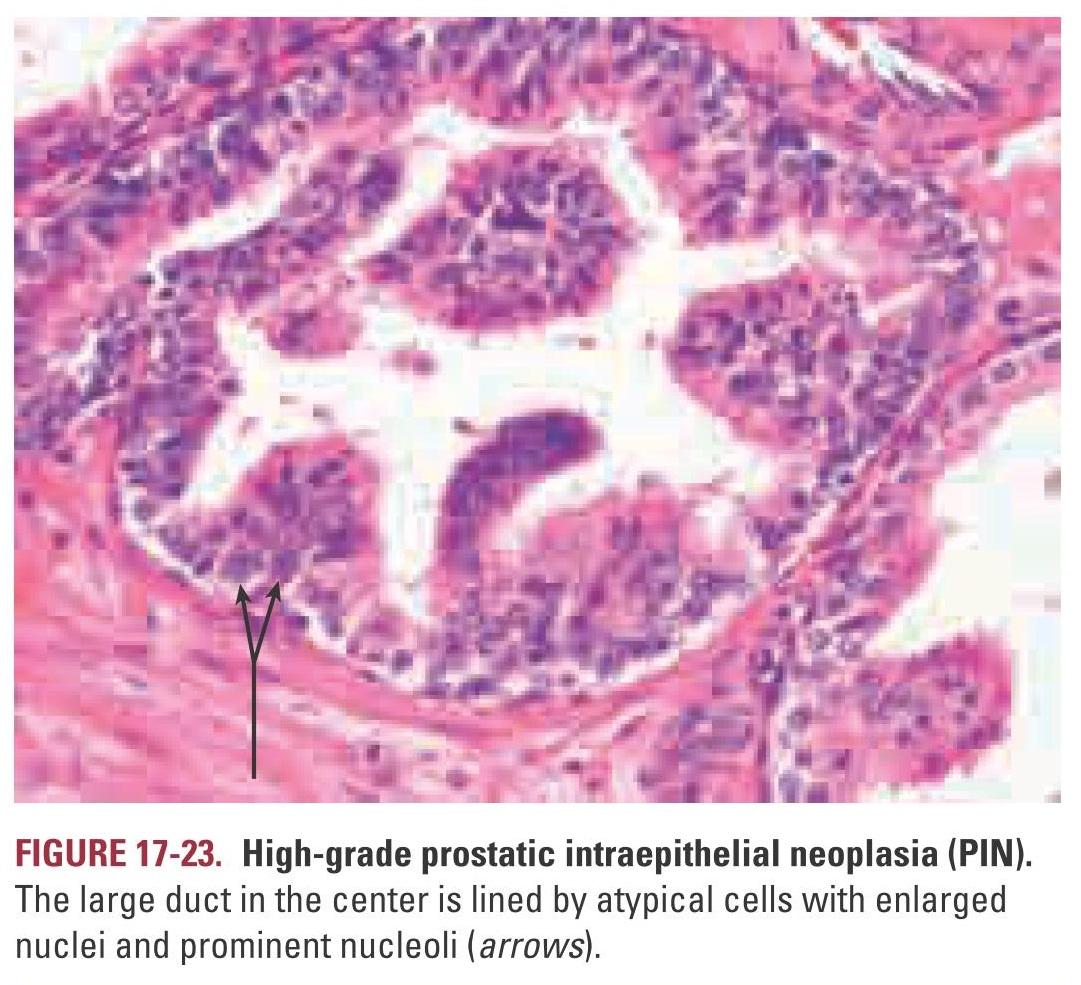 NEOPLASMA | share fun