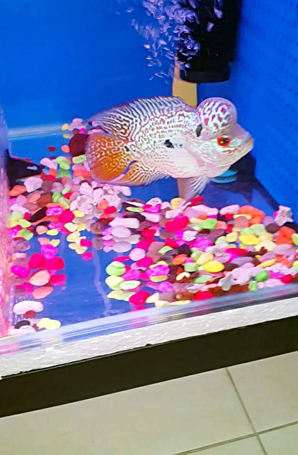 Knowing Difference Between Kamfa And King Kamfa