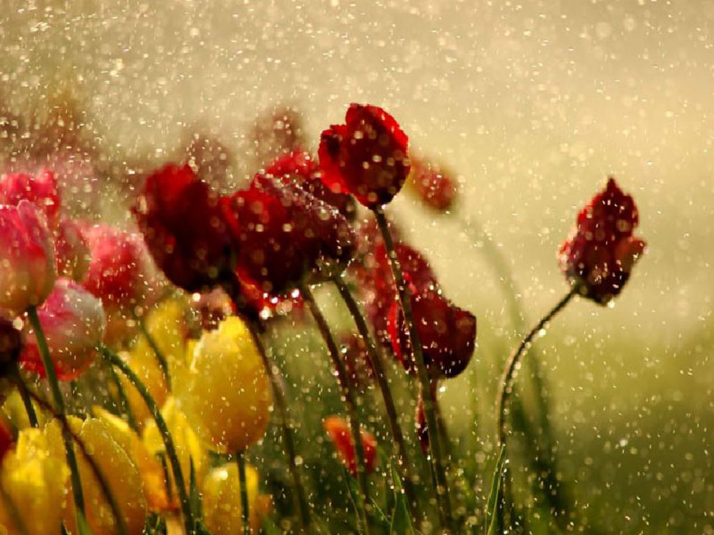 Flower Photos: Tulips in rain