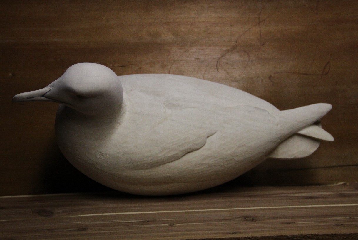 New England Coastal Birds: The Great White-winged Gull of the North ...