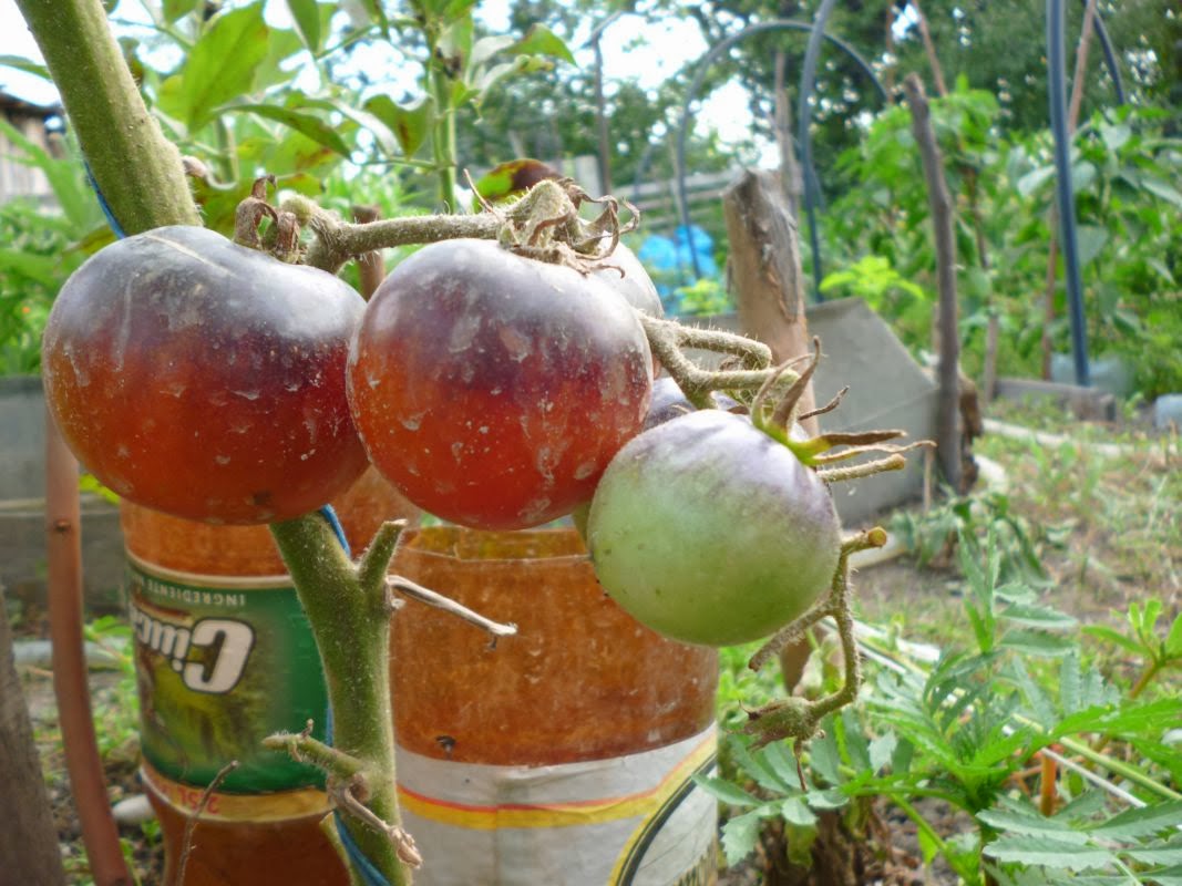 Seminte si plante de gradina hobby: Tomate OSU blue