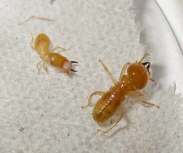 Photos and Info on Ants and Termites of Malaysia: Of Nymphs, Naked ...