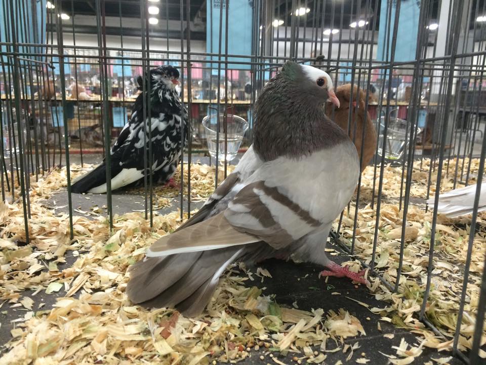 World of Pigeons and Doves: Mookee Pigeon