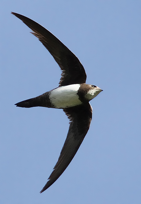Penny's Hot Birding and Life!: ALPINE SWIFT lights up my day!!!