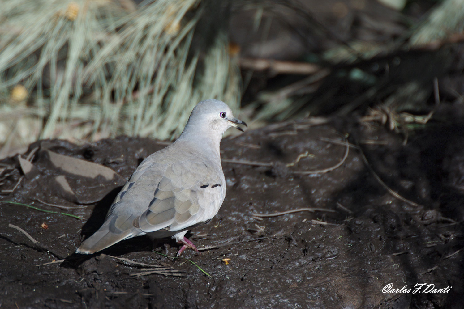 AVES SALADILLO: TORCACITA PICUÍ (Columbina picui)