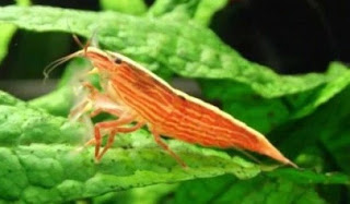 Jual Udang Red Cherry (Neocaridina Denticulata Red)