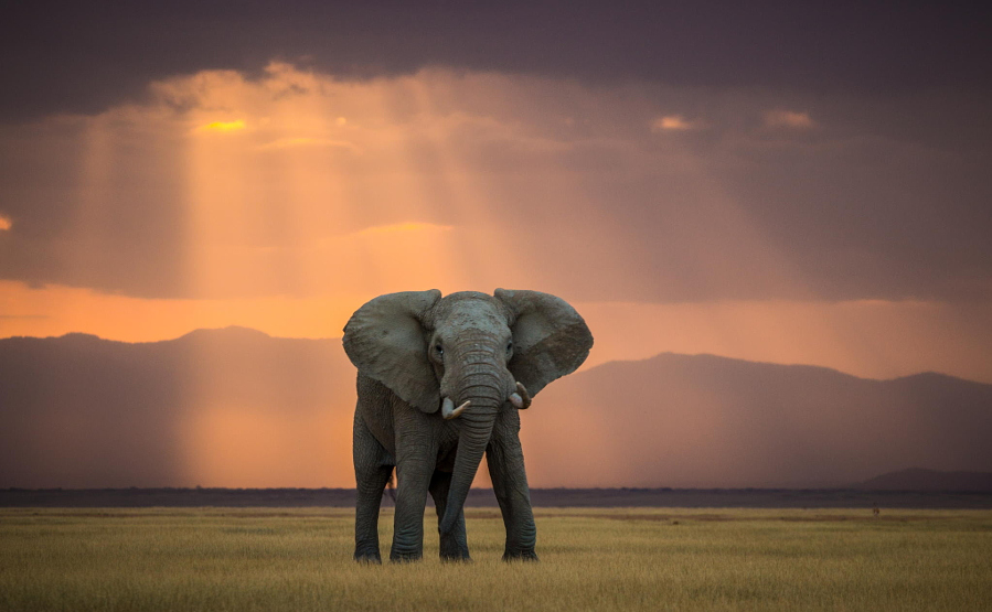 25 breathtaking photos of elephants ~ Amazing