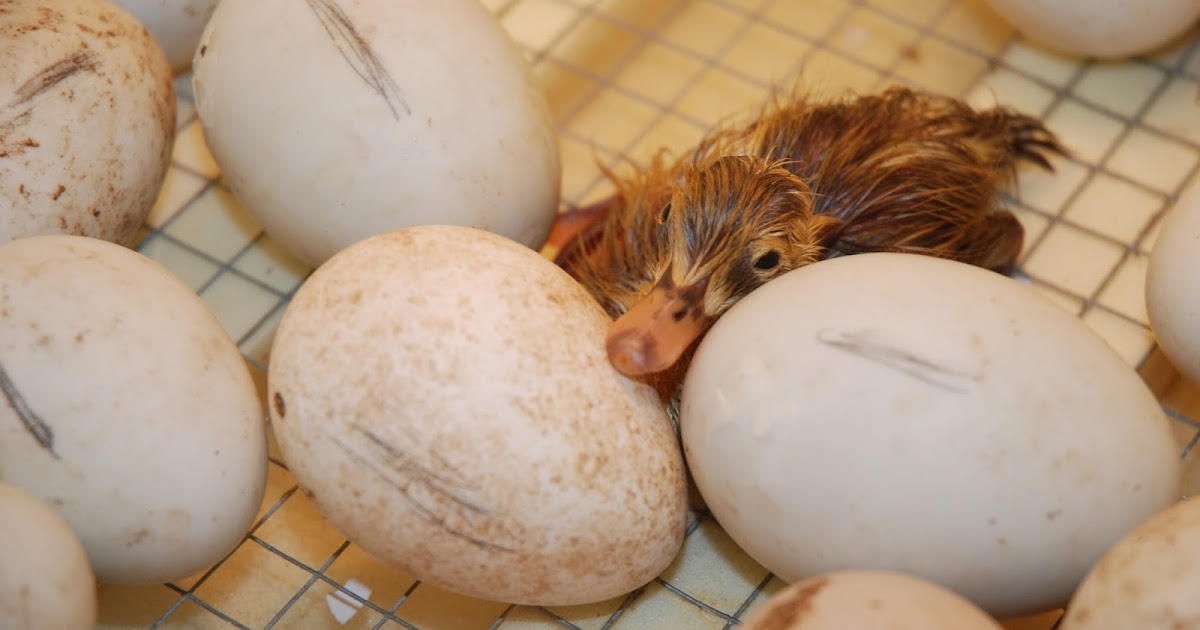 reikia prisiminti: Indijos bėgikės - ir vėl pirmas kartas