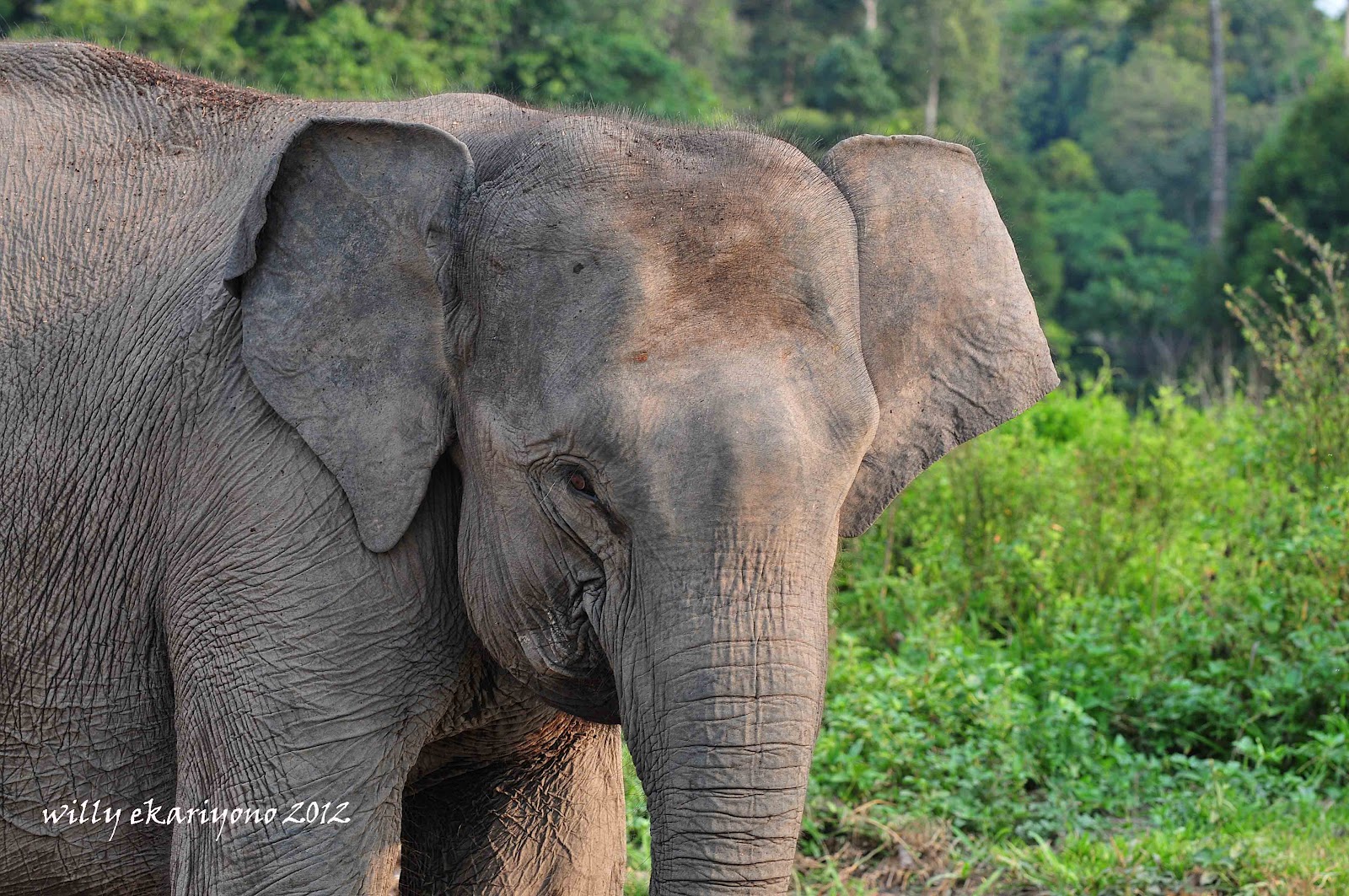 Willy Ekariyono: Gajah - Elephas maximus