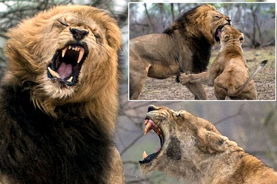 Welcome to Adamslink Media: Amazing moment ferocious lioness rips out ...