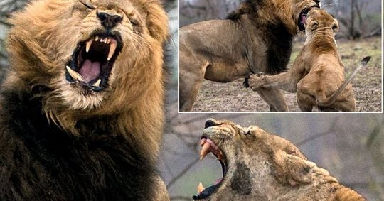 Welcome to Adamslink Media: Amazing moment ferocious lioness rips out ...