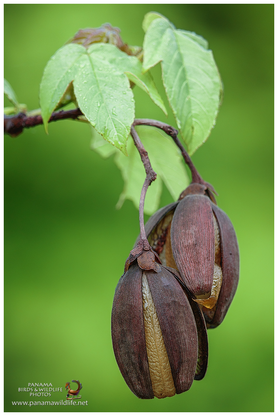 Coronado’s Dry Forest - Featured Species: Lesser Nighthawk (Chordeiles ...