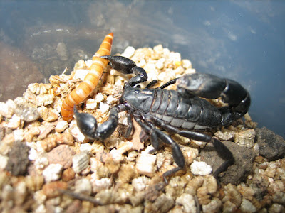 Variety of Life: Bothriuridae