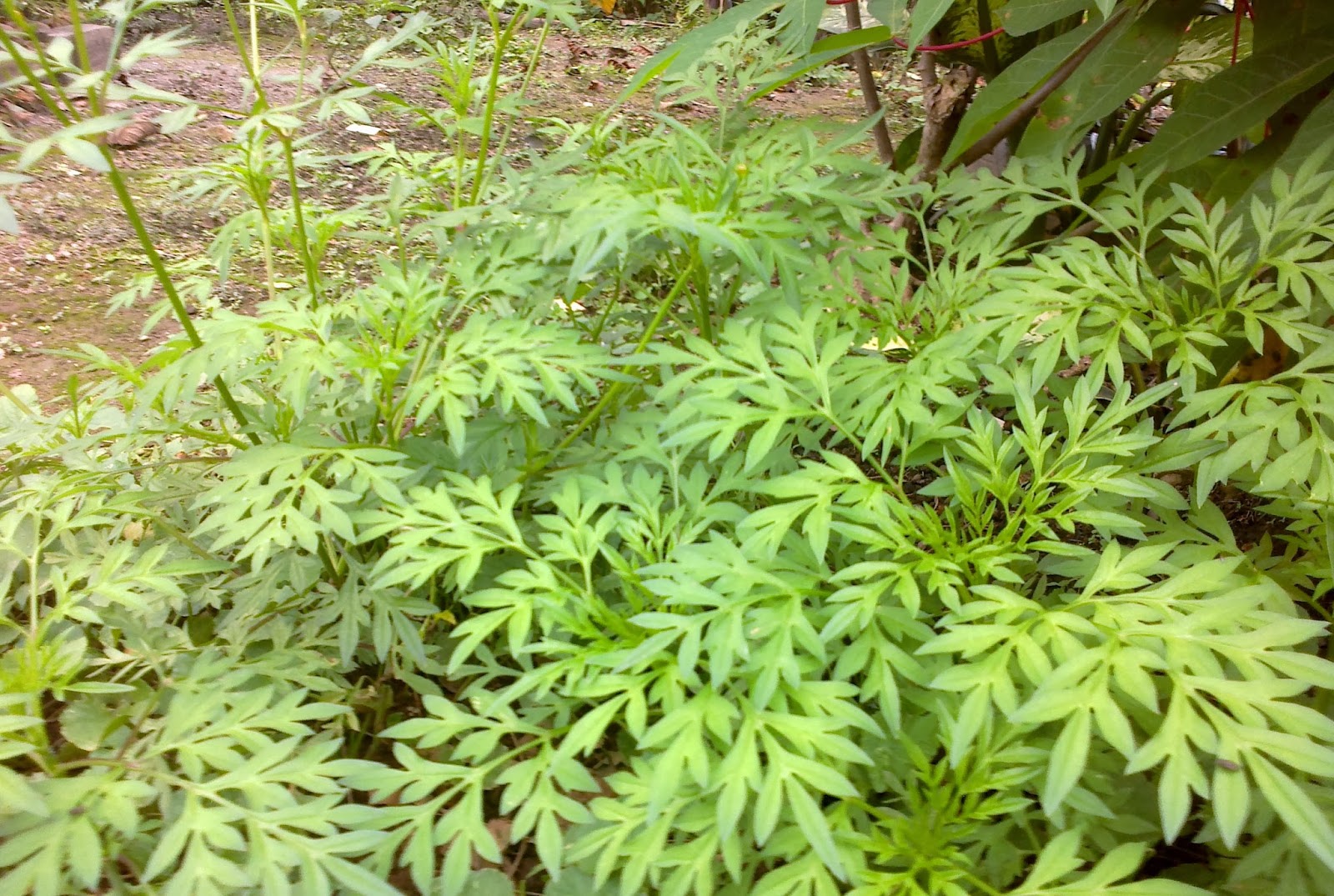 Ulam-ulaman dan Sayur-sayuran Kampung - Relaks Minda