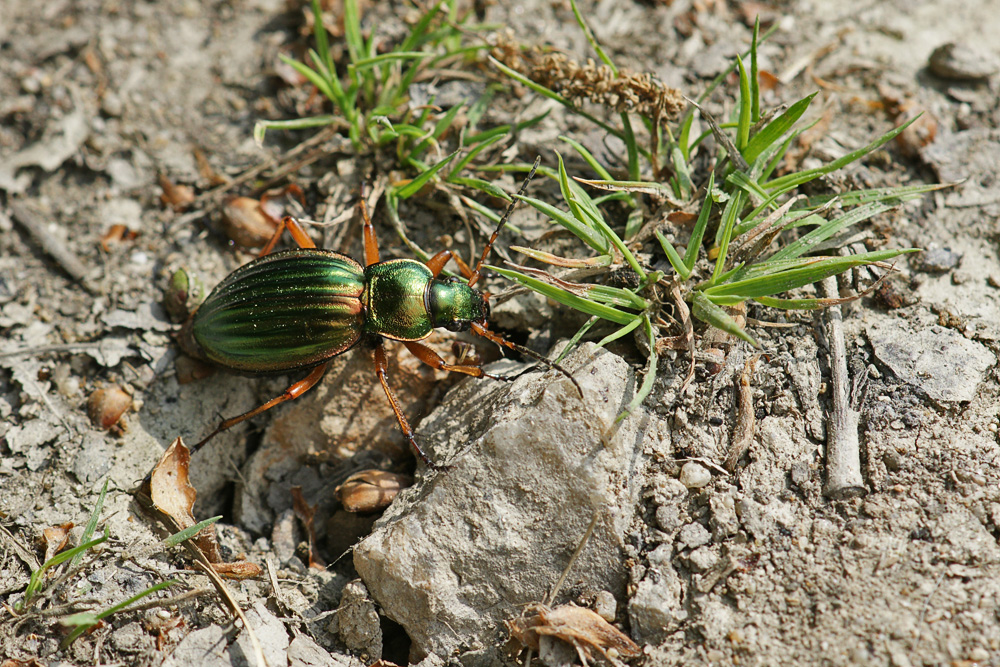 Photo Nature Lilliputienne (macrophotographies): Carabus auratus, le ...