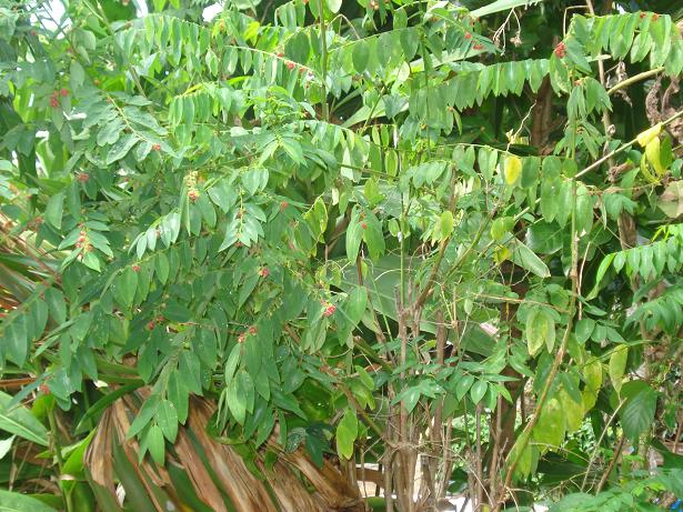 Tanaman Obat Keluarga (TOGA) Dawan Klod: Leaflet