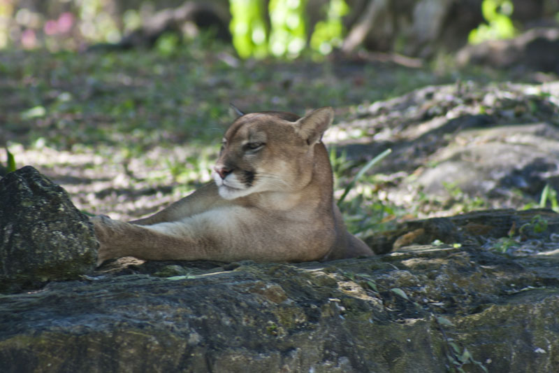 Photography of Ralph Fuchs of St. Albert, Alberta: Wildlife