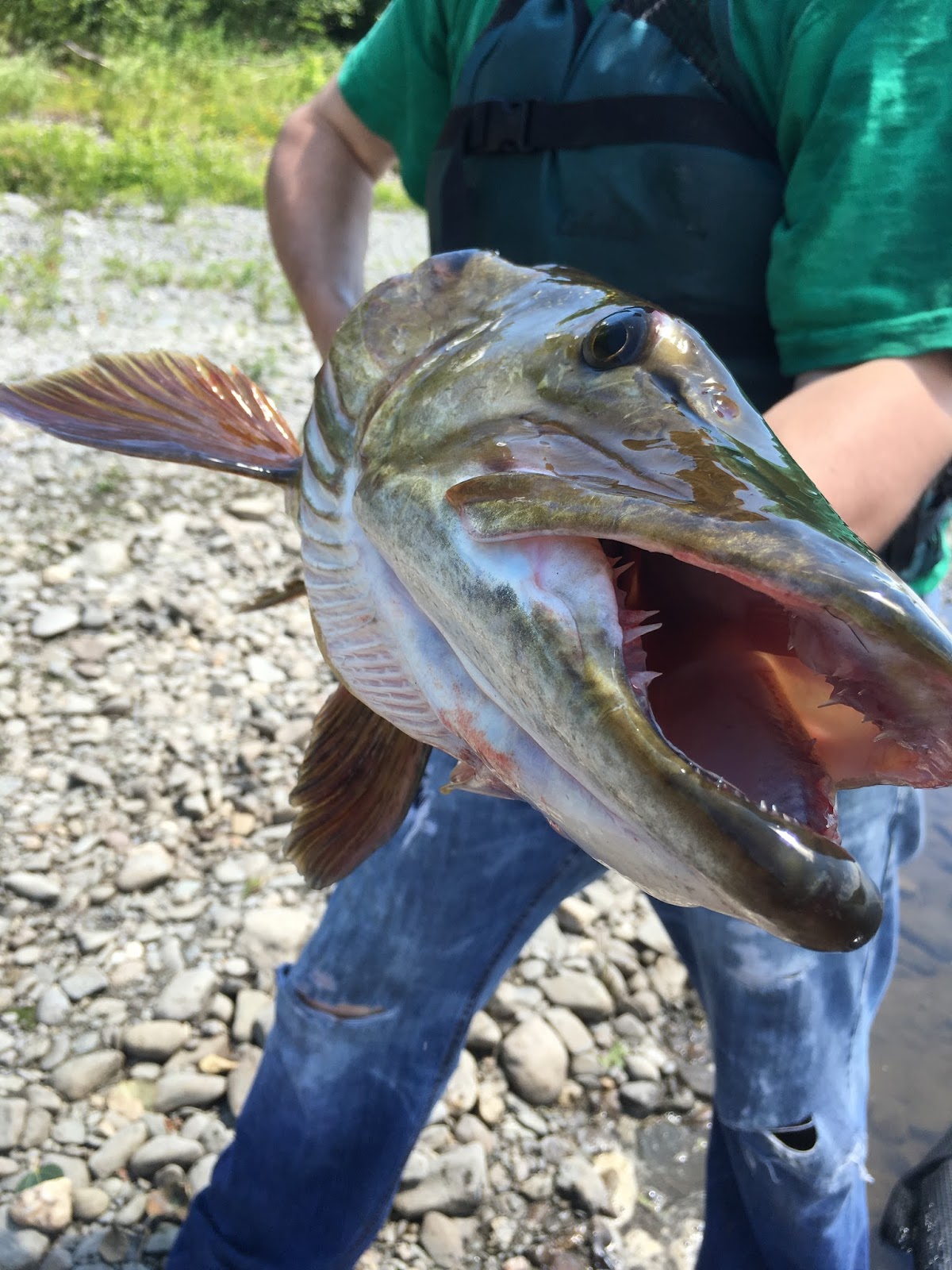 Northern Maine Ridge Runners and River Rats: Muskie Mania!!