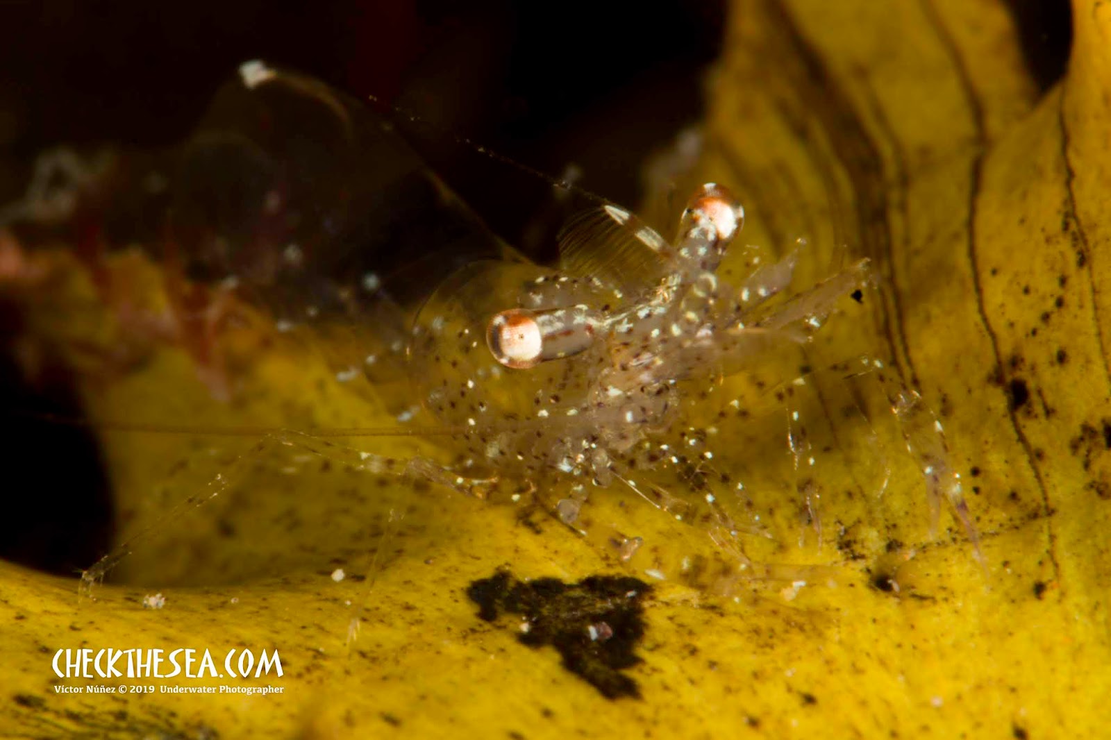 Check the Sea. Web de buceo y fotografía submarina de las Islas ...