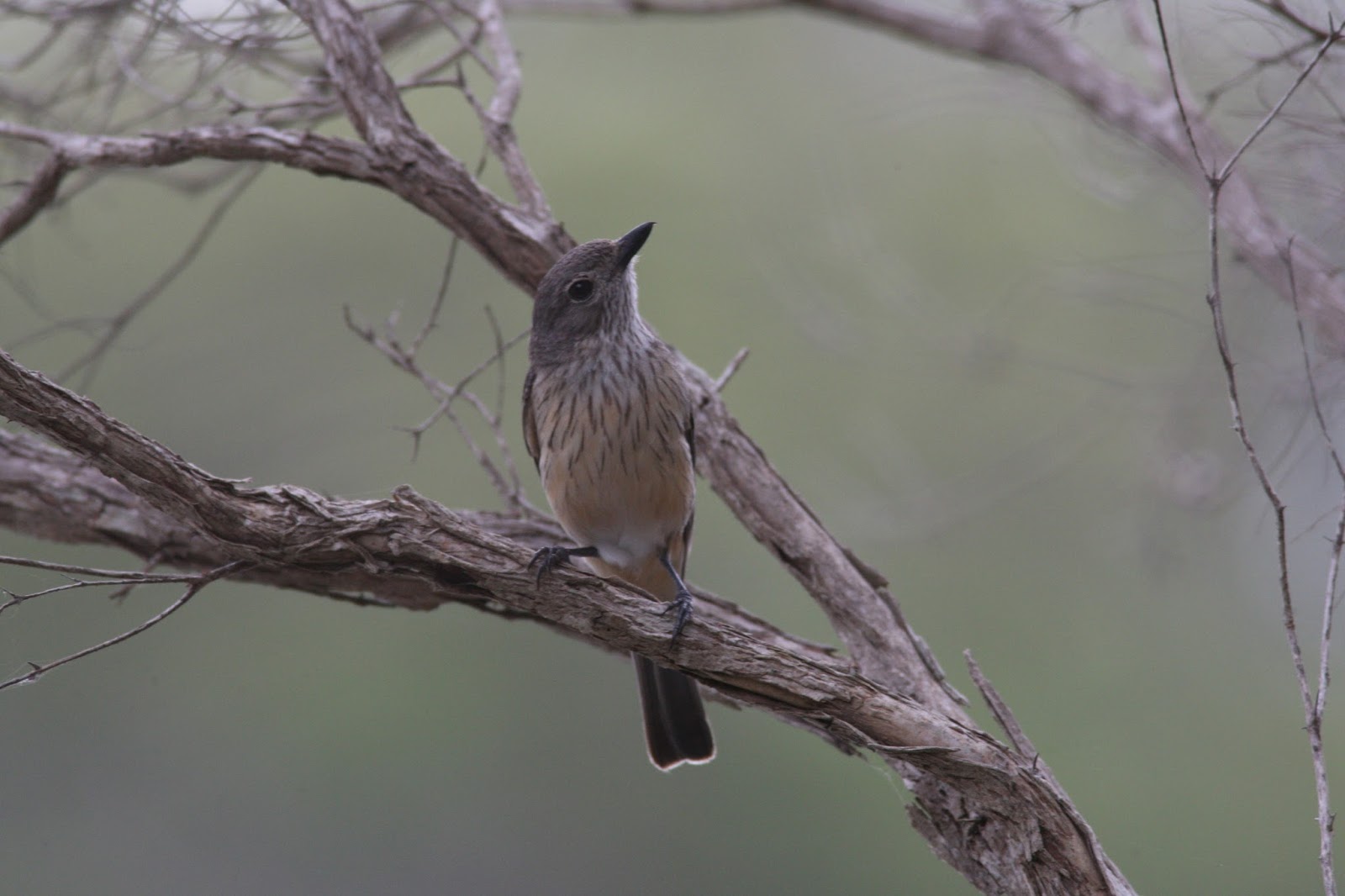 East-Gippsland Birds: Nowa Nowa Birding
