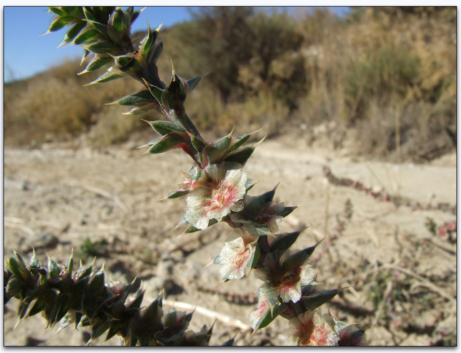 rocayflor: Camino del Pueyo. Salsola Kali, "capitana"