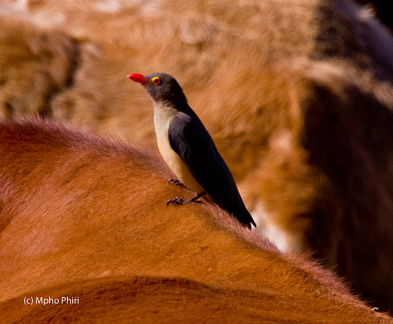 Mahikeng Birding Blog: Red-billed Oxpecker at Disaneng Dam