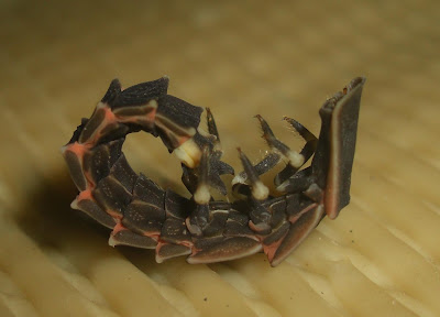 Photography & Me: Trilobite Beetle vs Firefly Larva