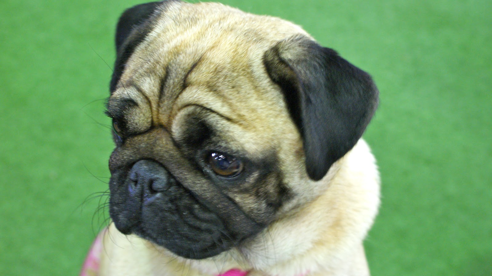 Gypsy Ju ~ Keeping her Eye on Melbourne!: Pug Rescue Parade