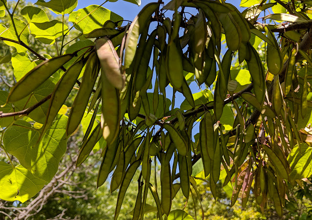 The Foraged Foodie: How to identify and forage redbud: early spring ...