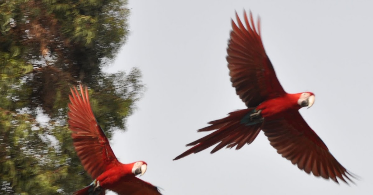 ZOOTOGRAFIANDO (6.100 ANIMALS): GUACAMAYO ROJO Y VERDE / RED-AND-GREEN ...