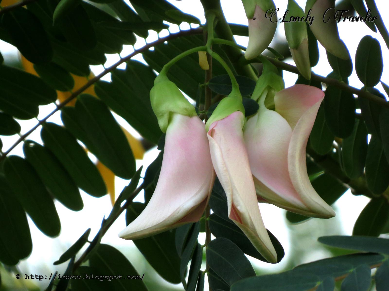 Bok Ful (বক ফুল) - Sesbania grandiflora