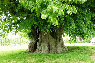 Boerderijtuinen: Betekenis van de lindeboom op het boerenerf