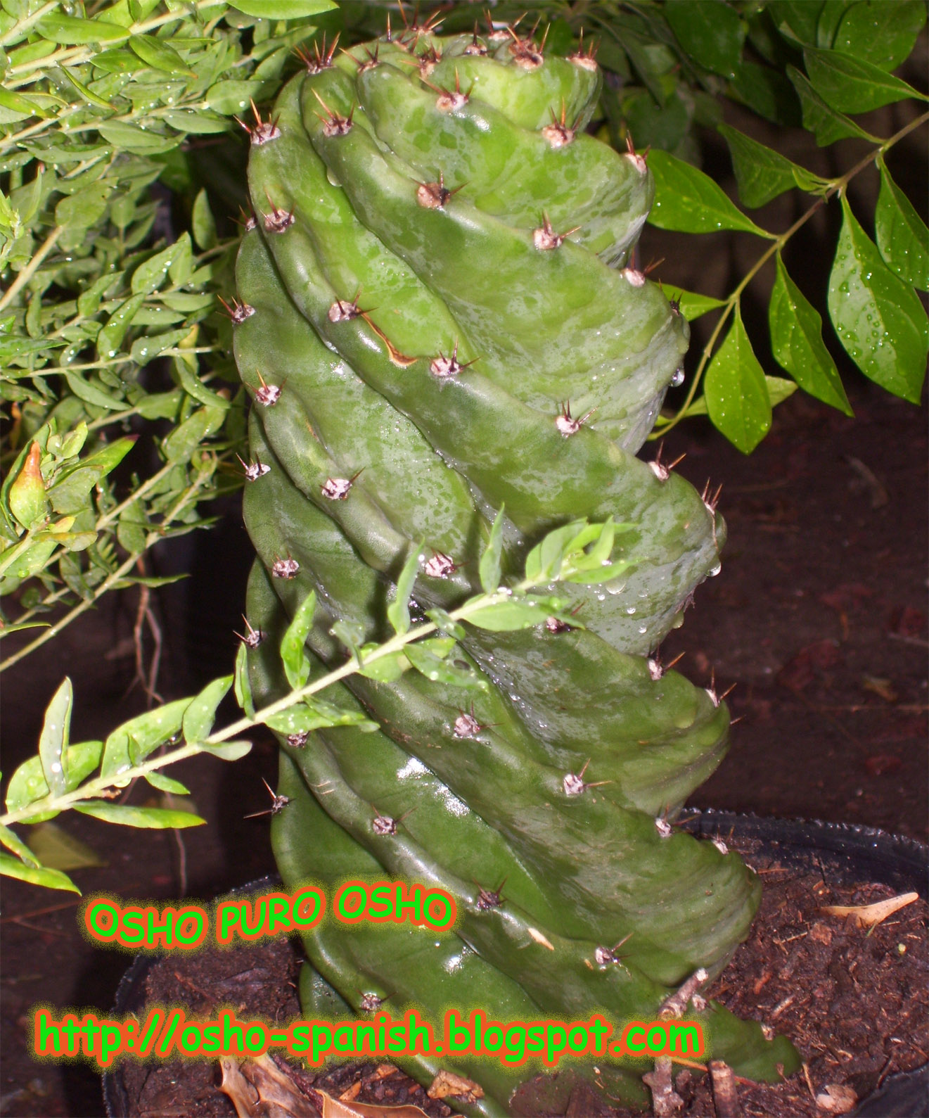 JARDIN OSHO: CACTUS EN ESPIRAL