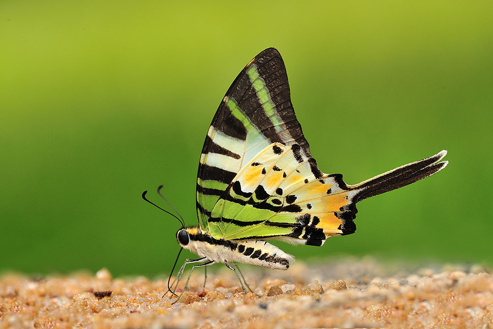 Butterflies of Singapore: Butterfly Photography 101 - Part 6