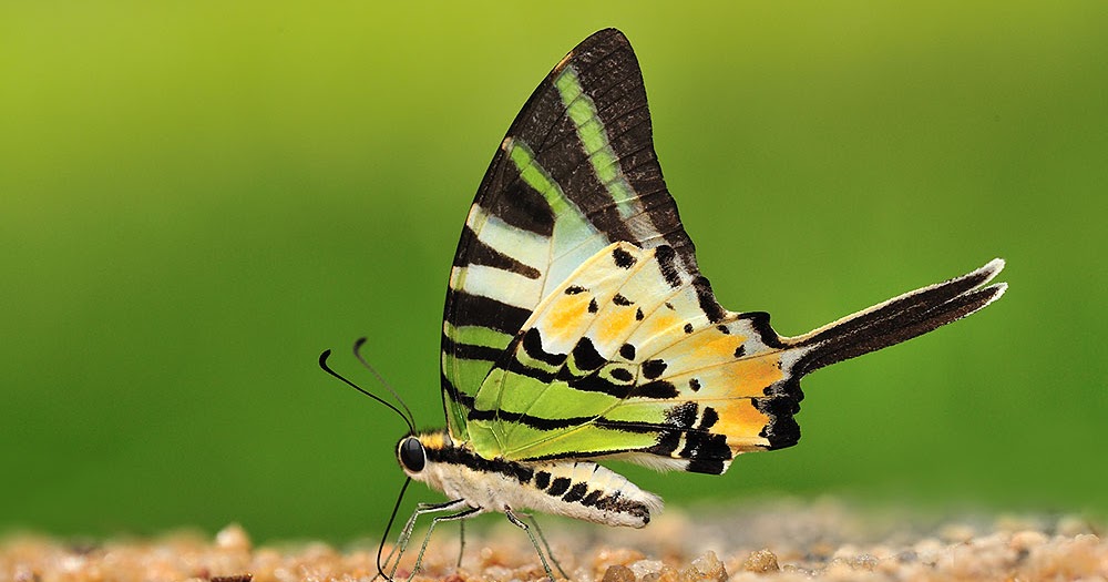 Butterflies of Singapore: Butterfly Photography 101 - Part 6