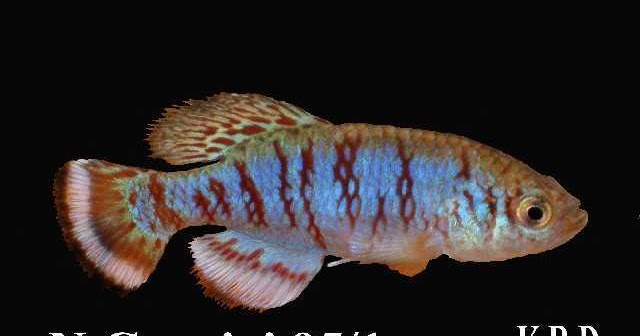 Confessions of a fish geek