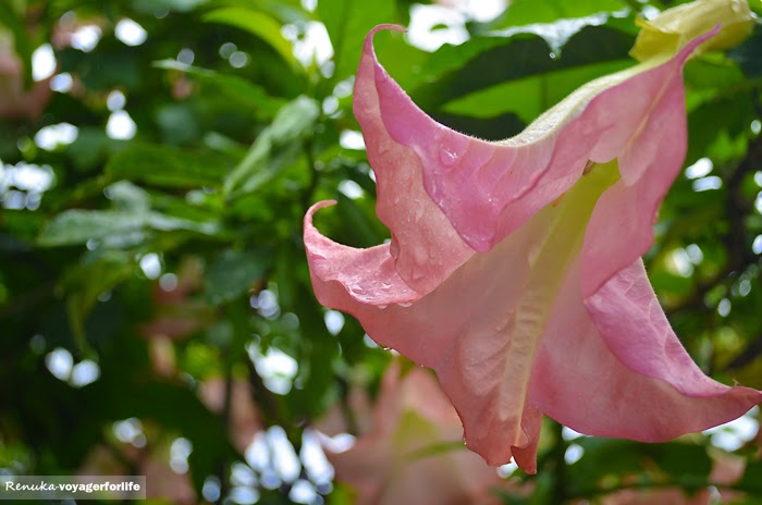 An Intimate Rendezvous With Nature In Sikkim - Voyager For Life